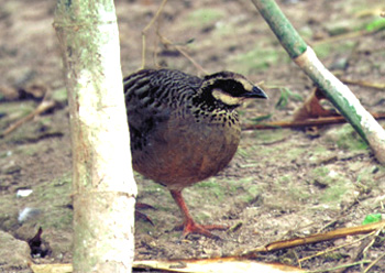 鹑族 Perdicini 蓝色动物学（中国动物学科普）